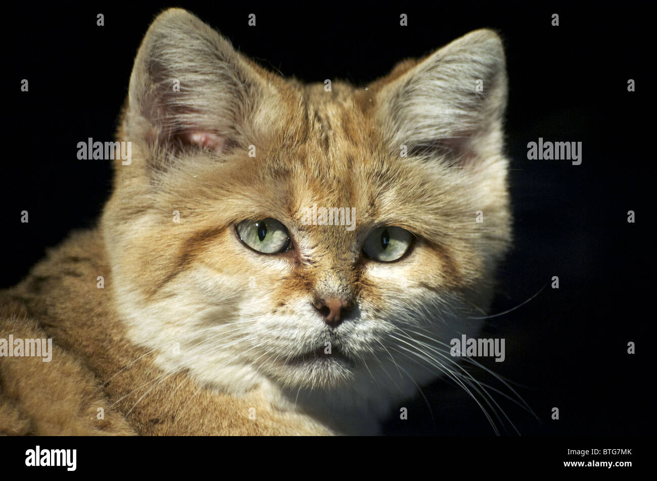 Male Arabian sand cat Stock Photo - Alamy