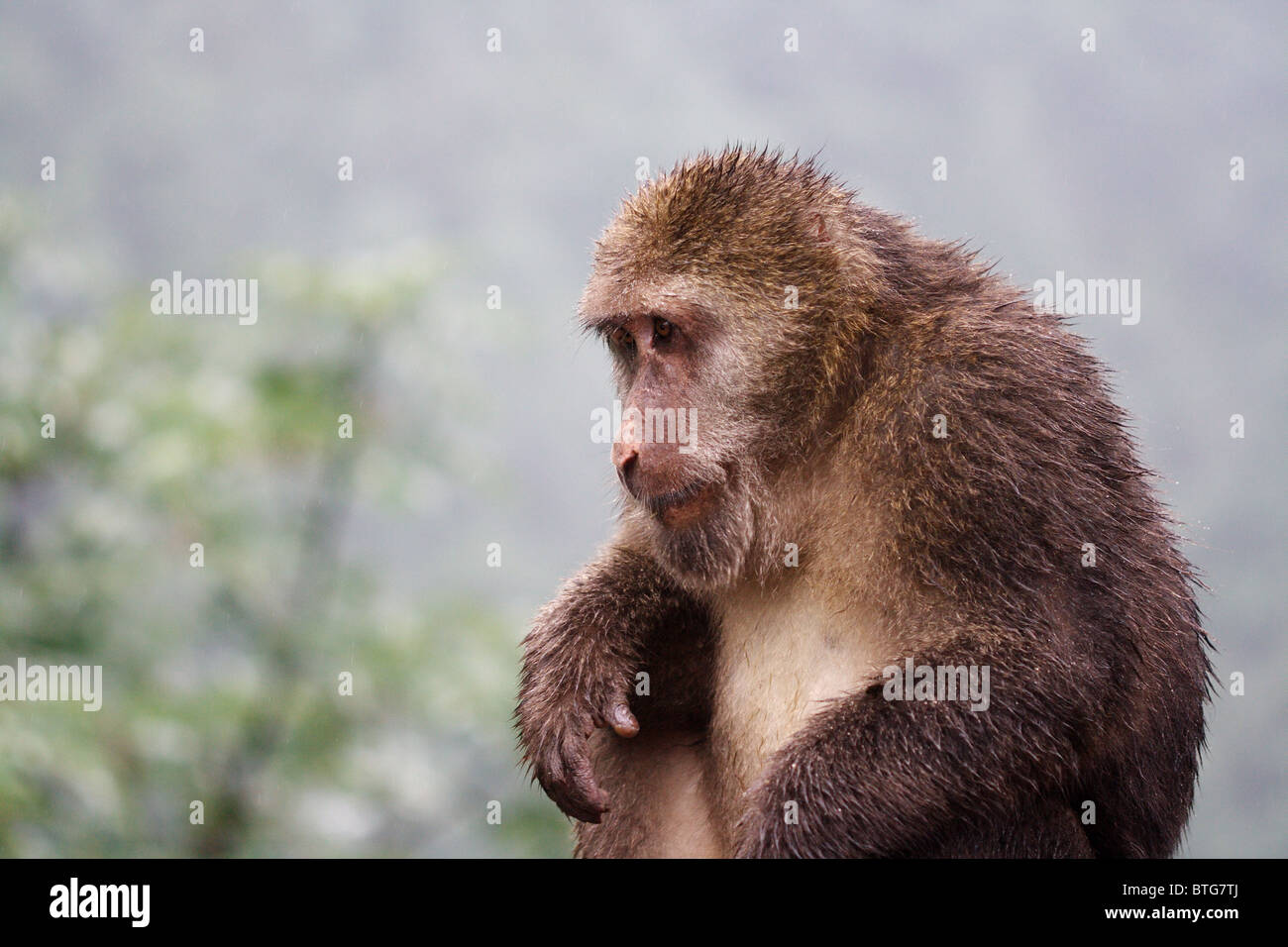 Monkey in the rain - Emei Shan, China Stock Photo - Alamy