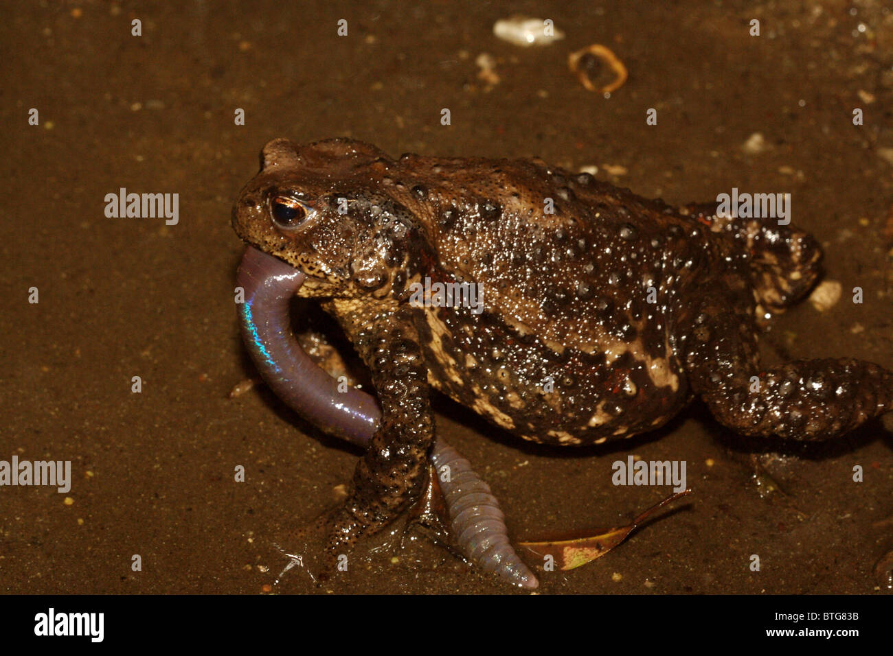 A toad eating the earthworm (Emei Shan Mountains, China Stock Photo - Alamy