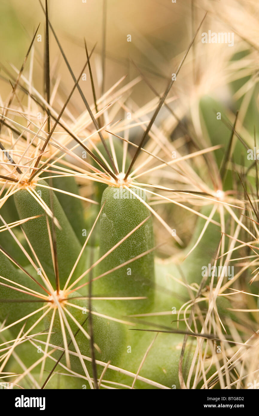 Big-needle Beehive Cactus Stock Photo - Alamy