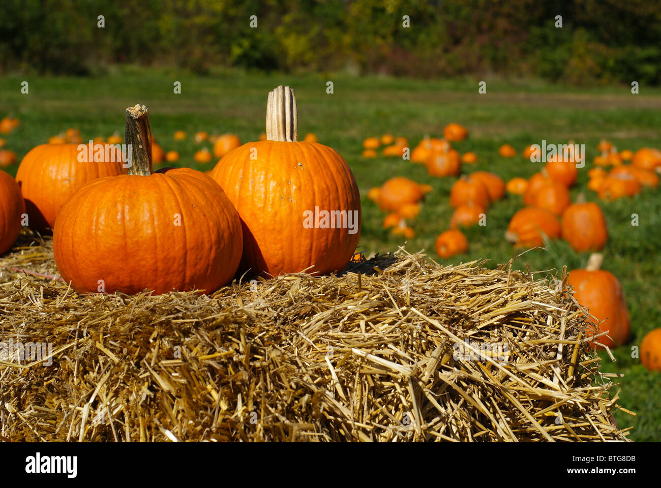 Hay bale fall decoration hi-res stock photography and images - Alamy
