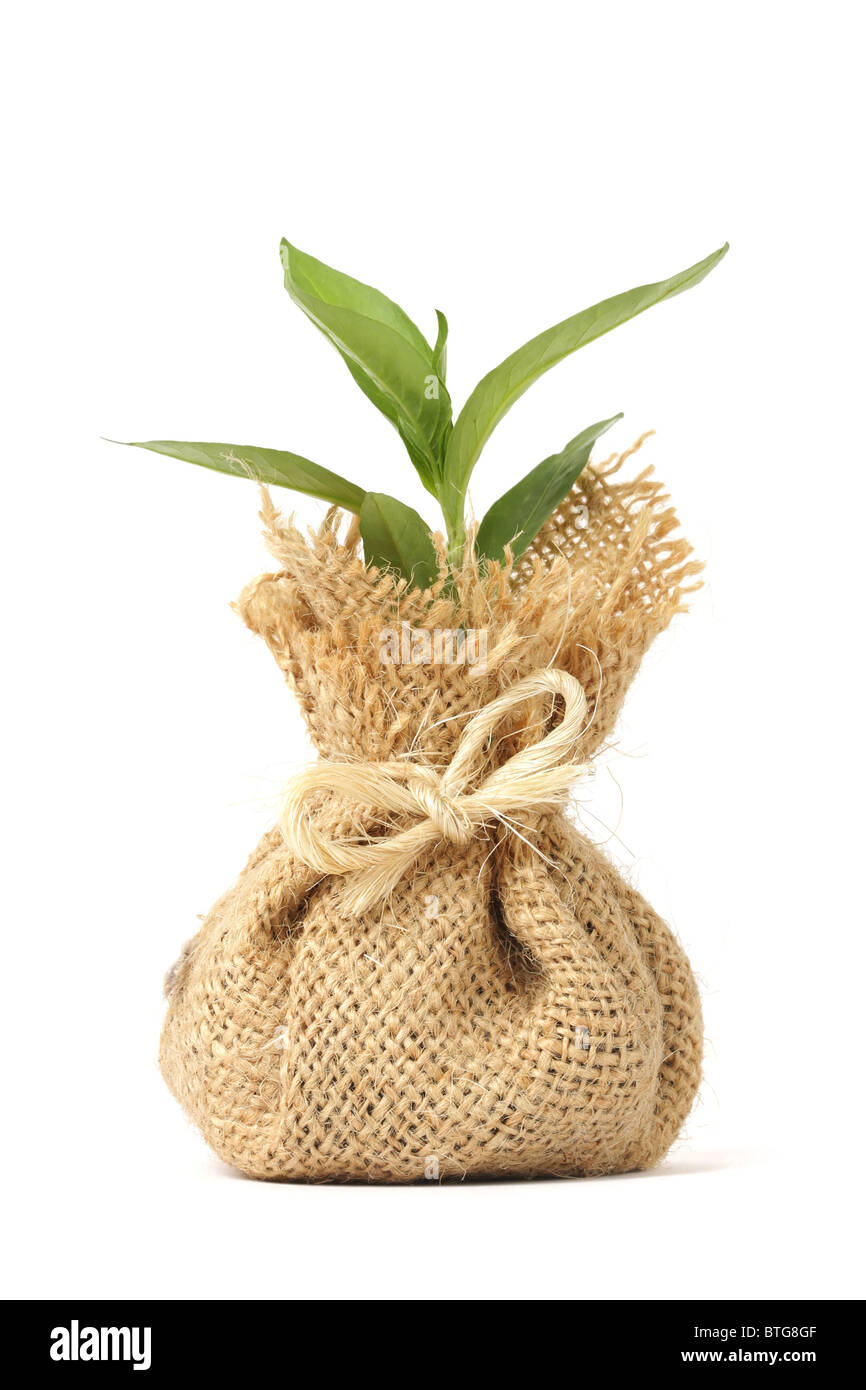 Cultivate plant Cut Out Stock Images & Pictures - Alamy