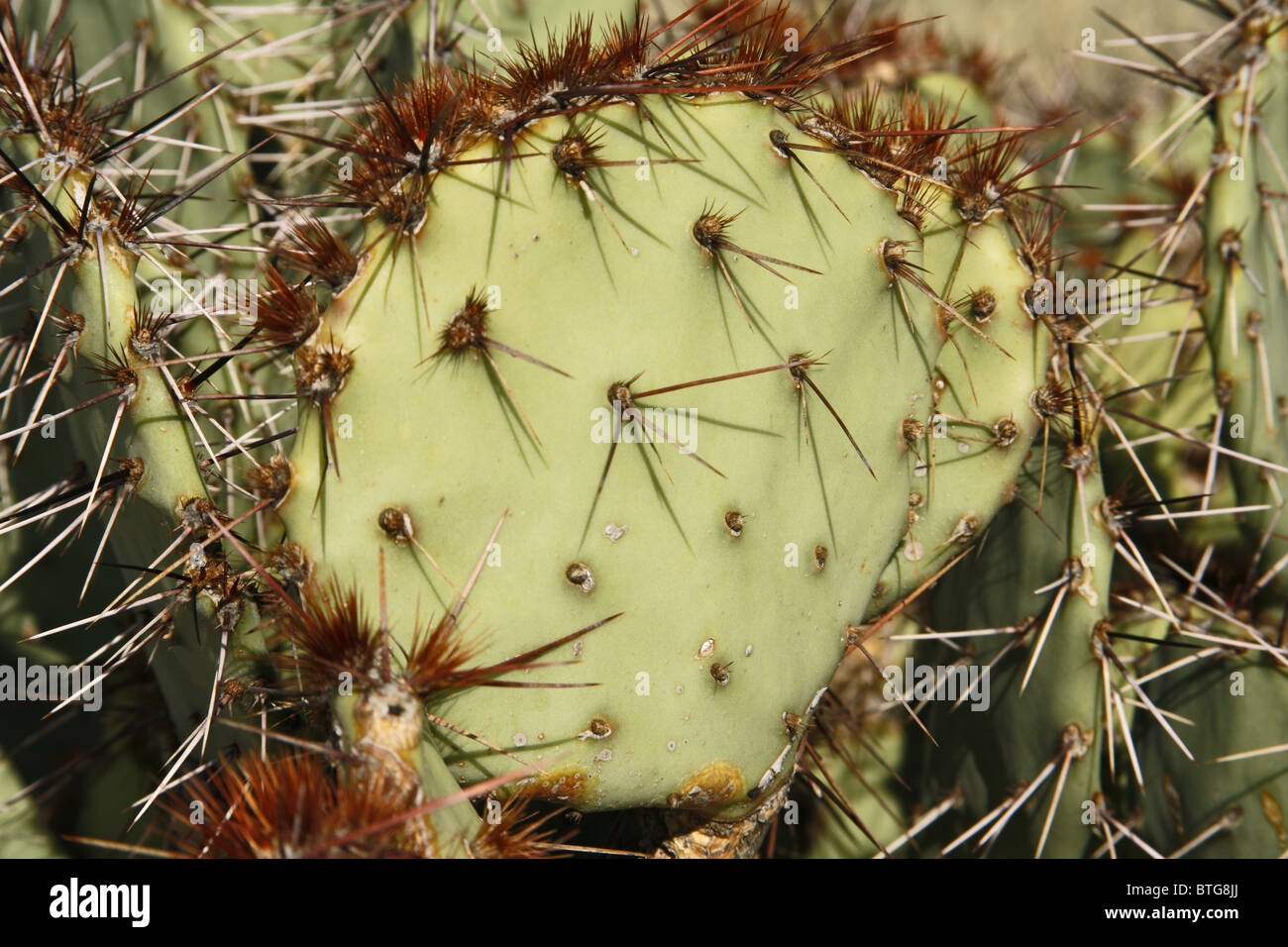 Spines Prickly Pear Cactus Hi Res Stock Photography And Images Alamy