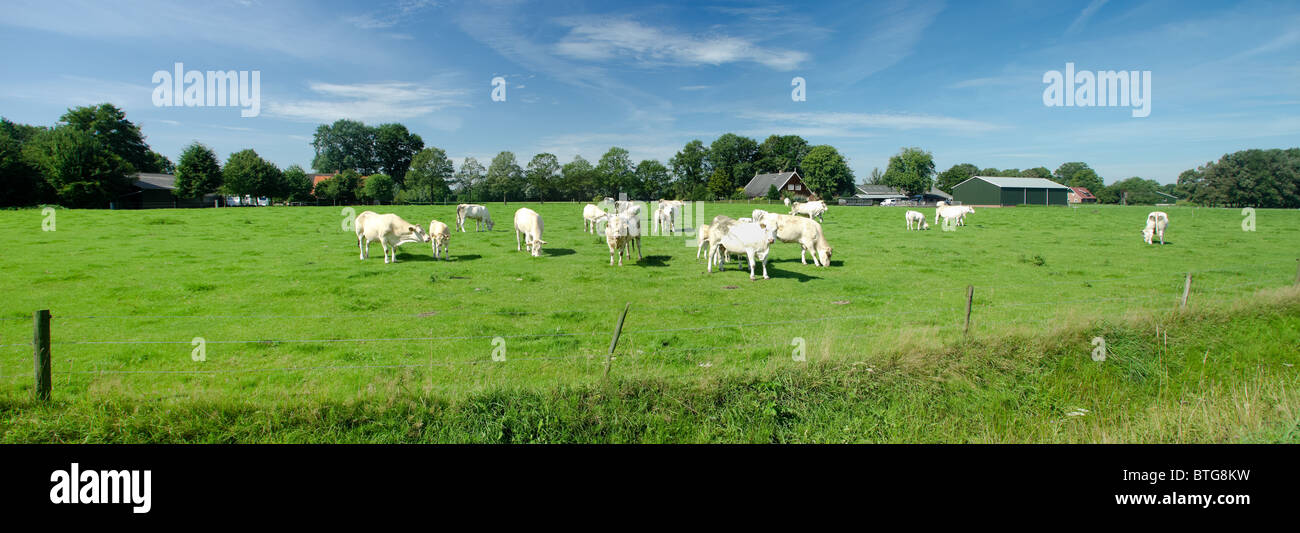 panorama view of dutch landscape with grazing cows Stock Photo - Alamy