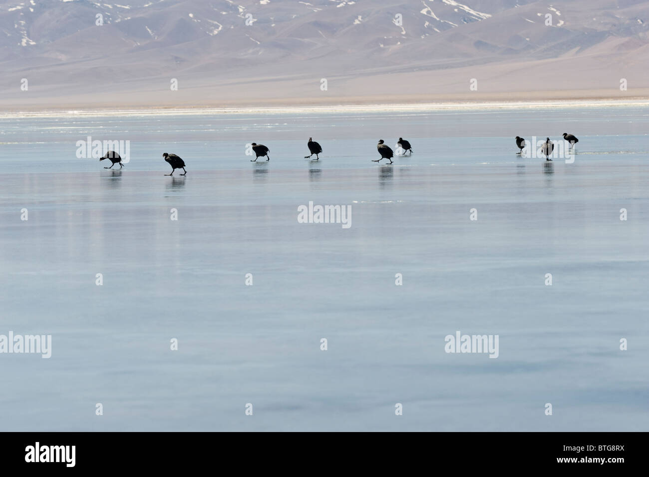 Horned Coot (Fulica cornuta) walking in aggressive formation Laguna ...