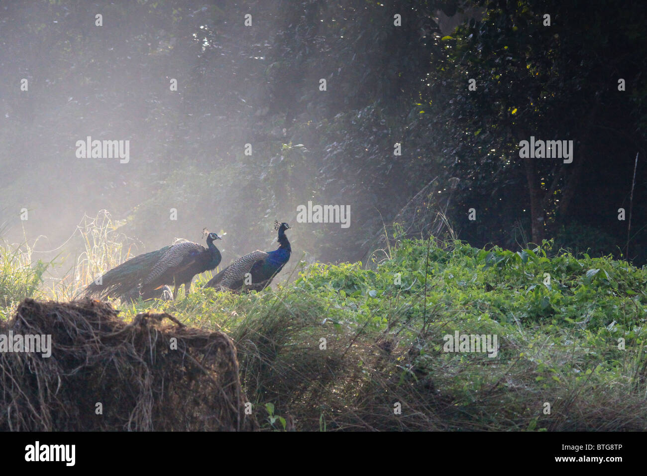 Male and Female Peacocks, on the Grass, Royal Chitwan National Park ...