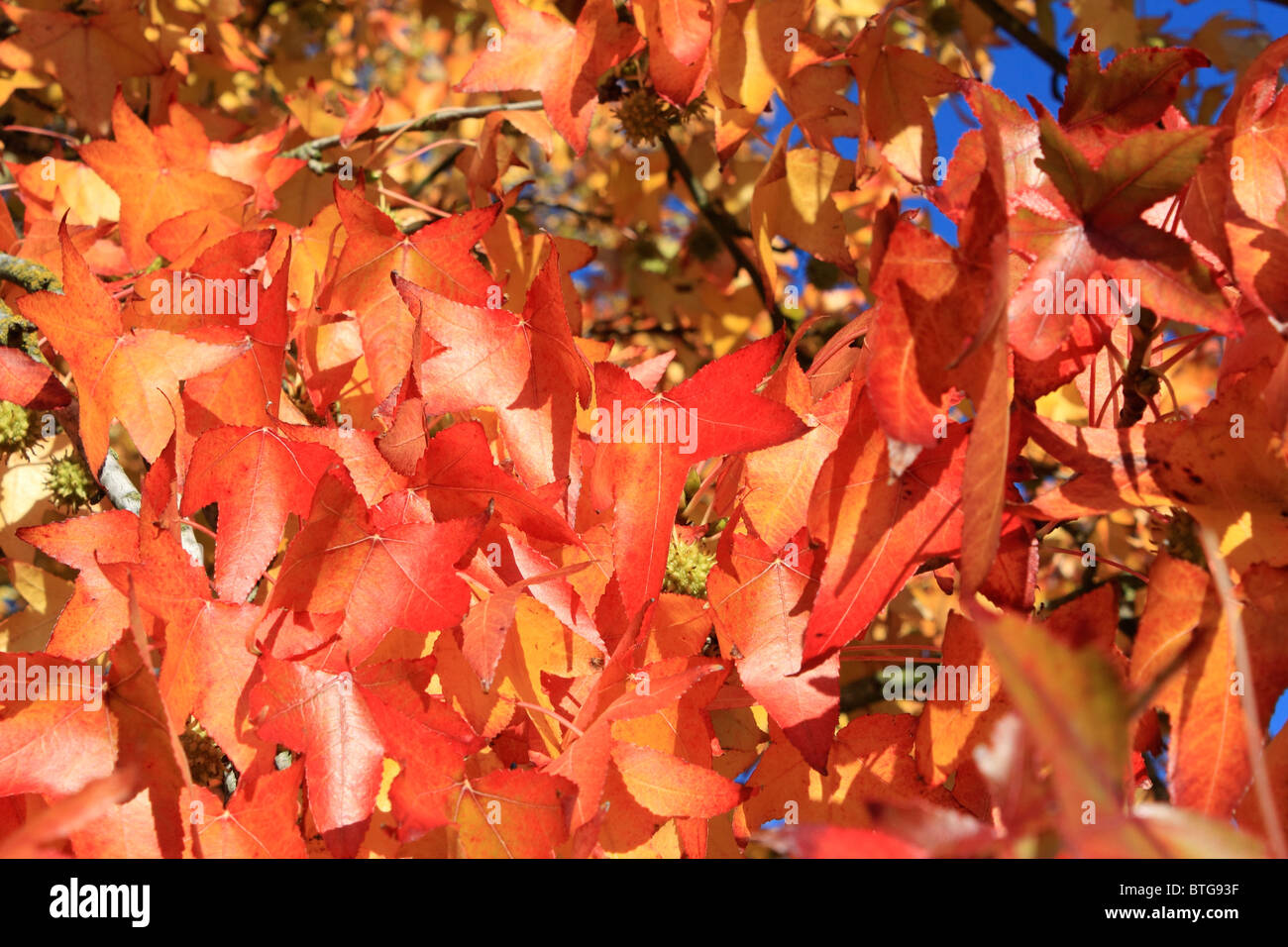 Gold fall colours hi-res stock photography and images - Alamy