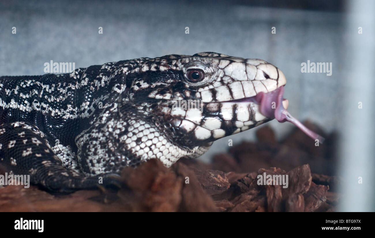 Tegu lizard hi-res stock photography and images - Alamy