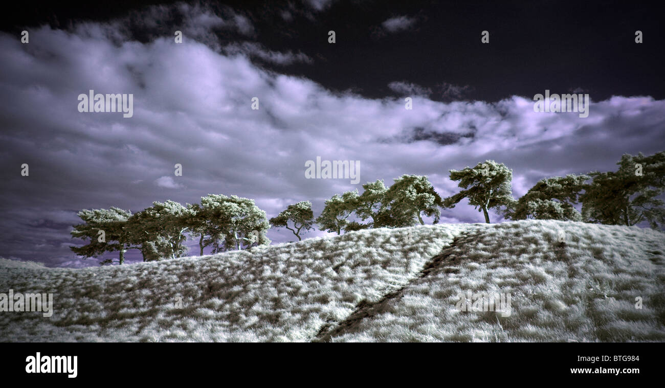 trees against skyline castle rising norfolk uk Stock Photo - Alamy