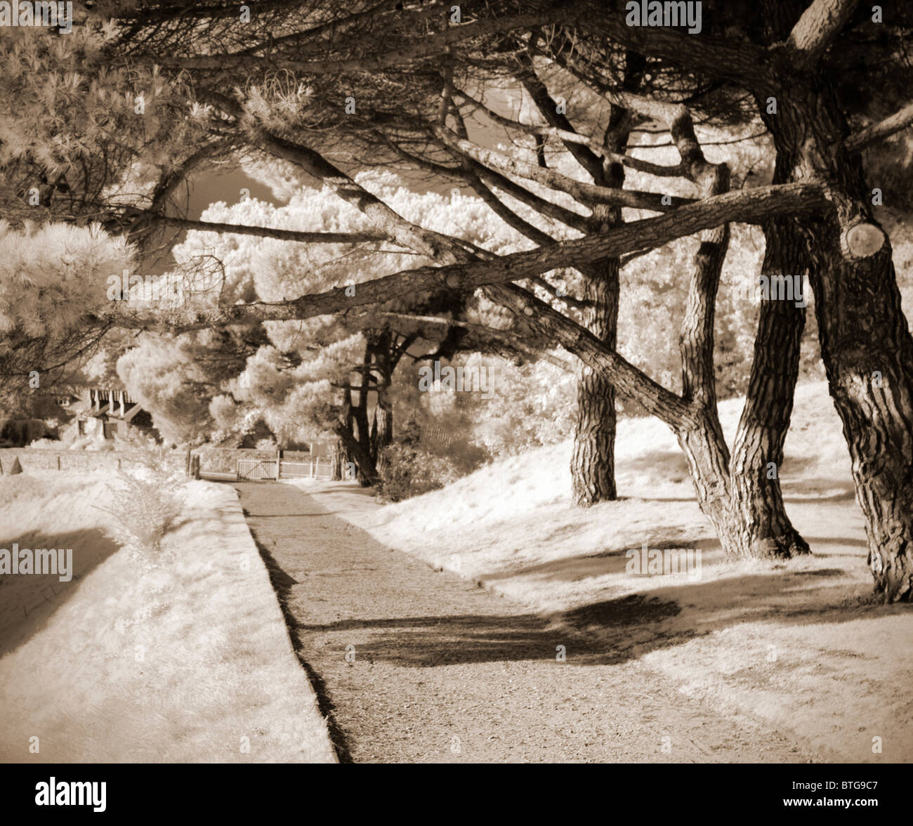 trees over gravel path Stock Photo - Alamy