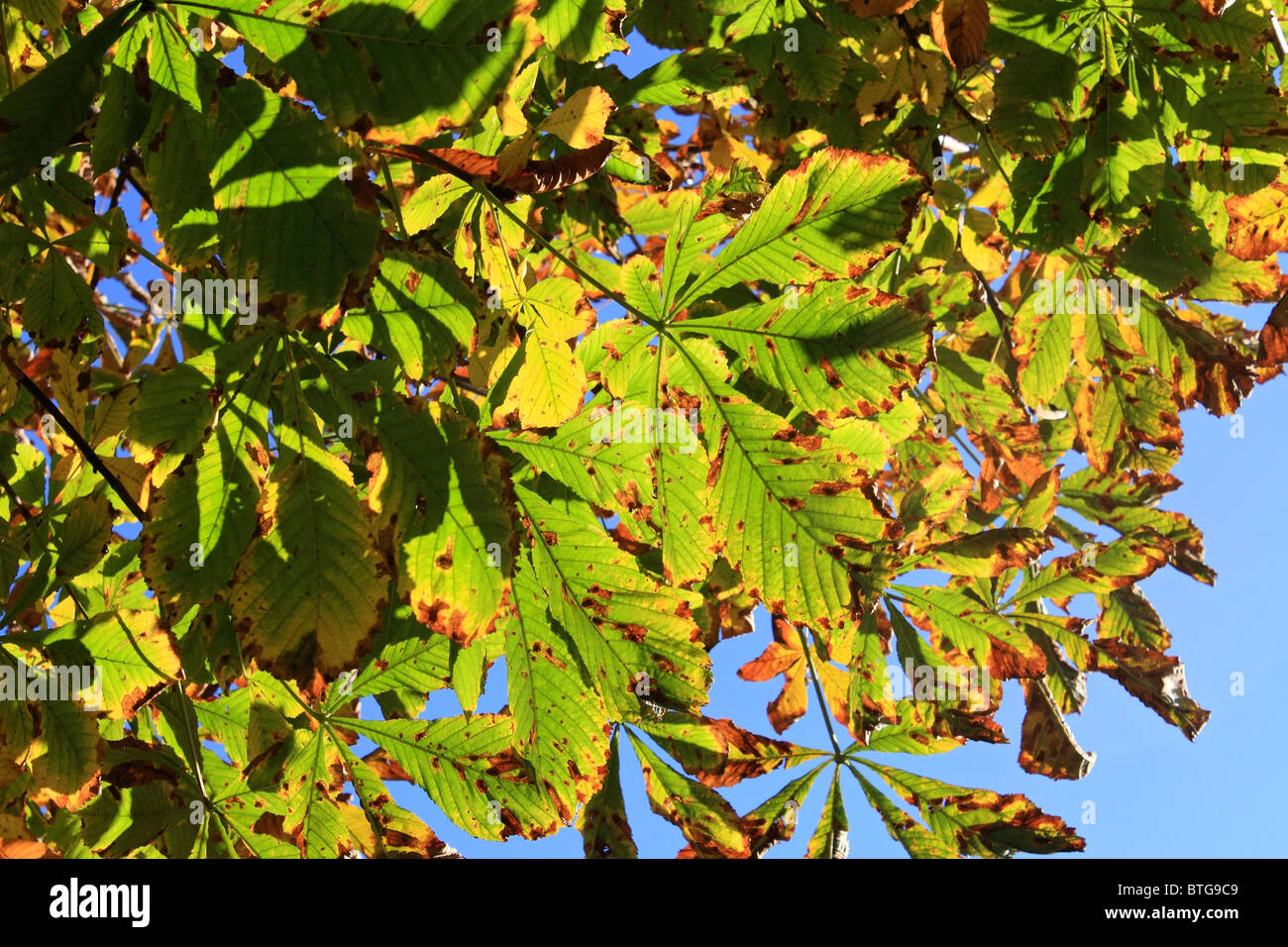 Red gold green and yellow colours of horse chestnut autumn leaves ...