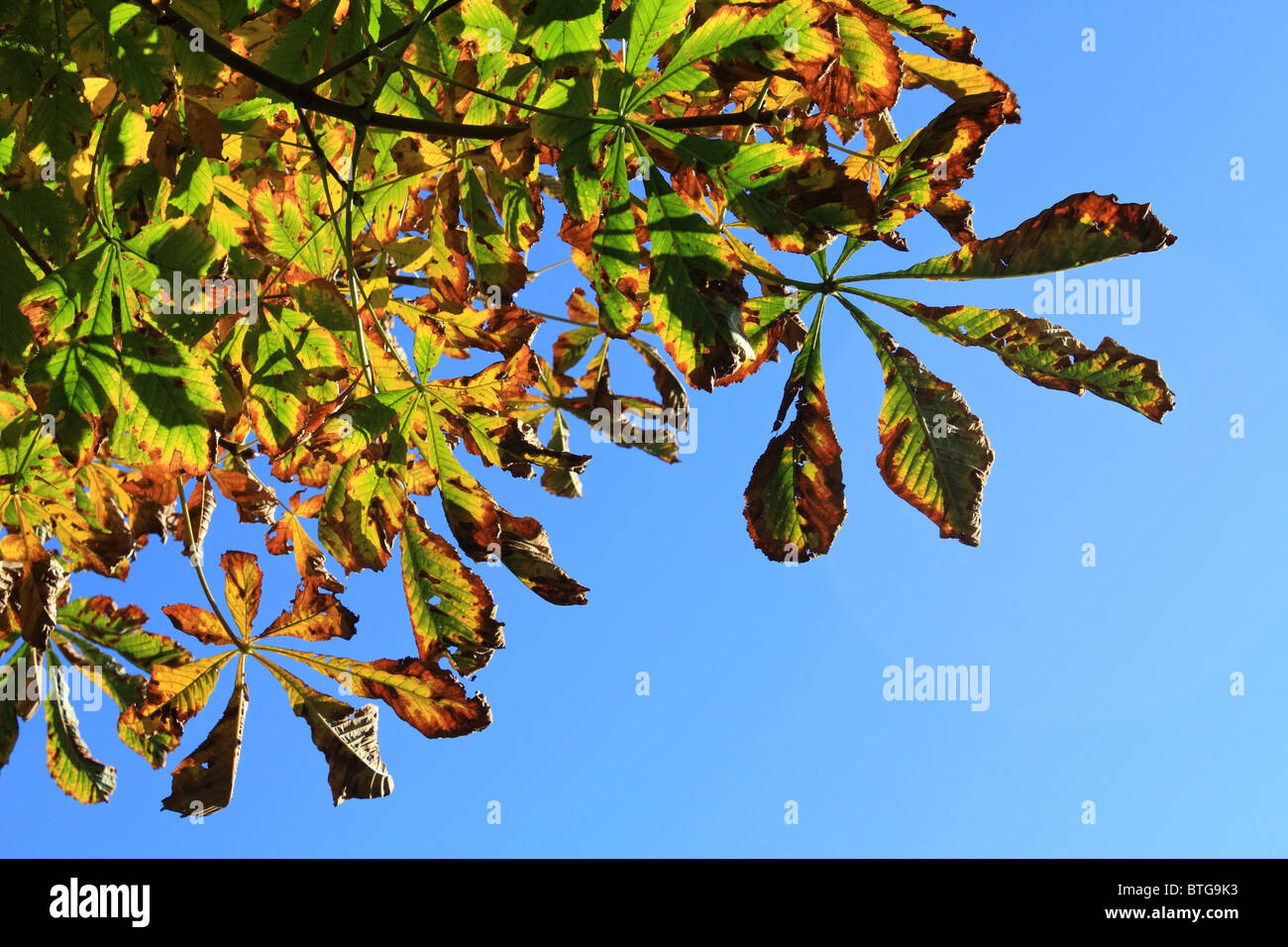 Commonly known as horse chestnut hi-res stock photography and images ...