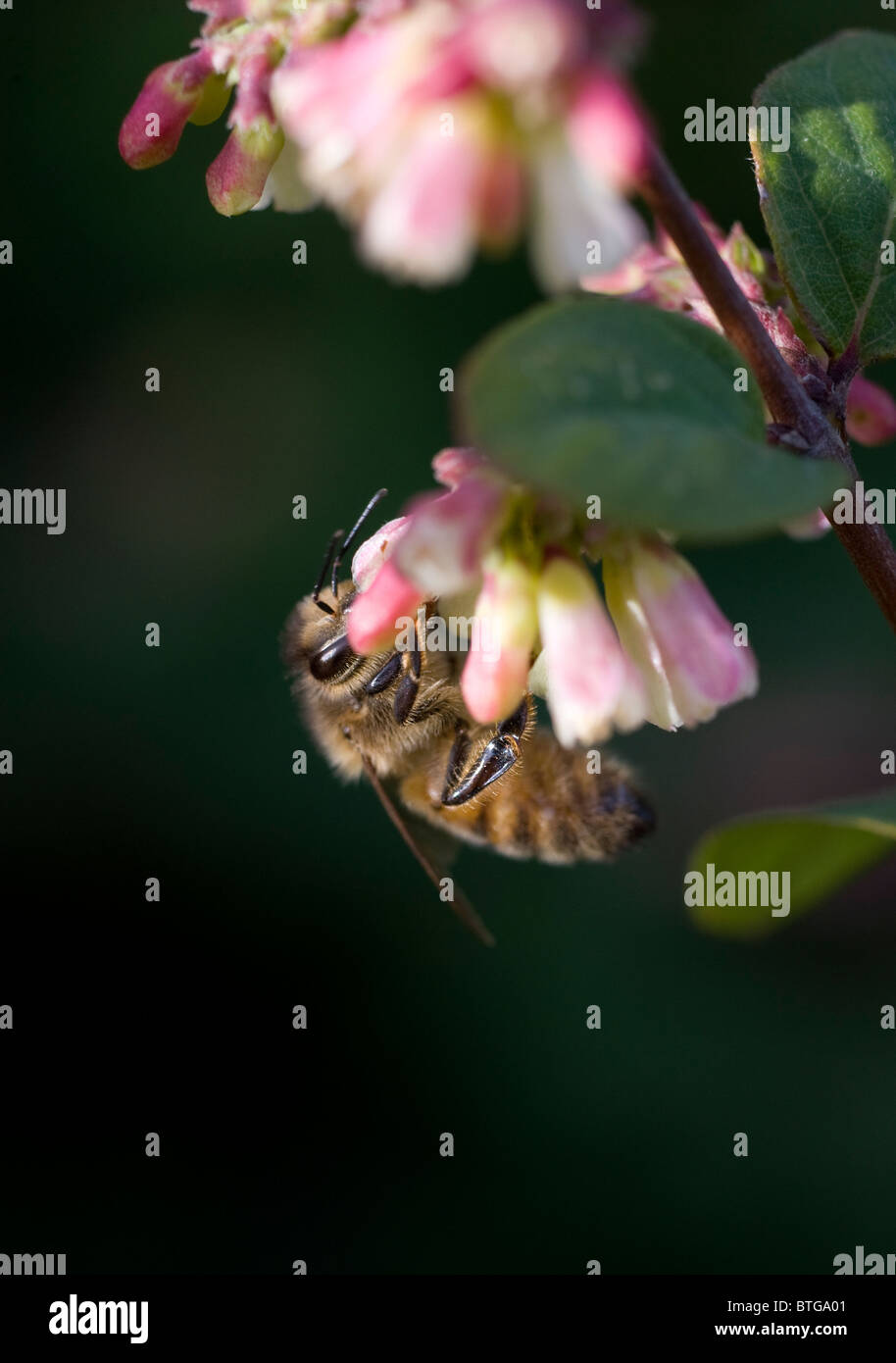 honey bee collecting nectar Stock Photo - Alamy