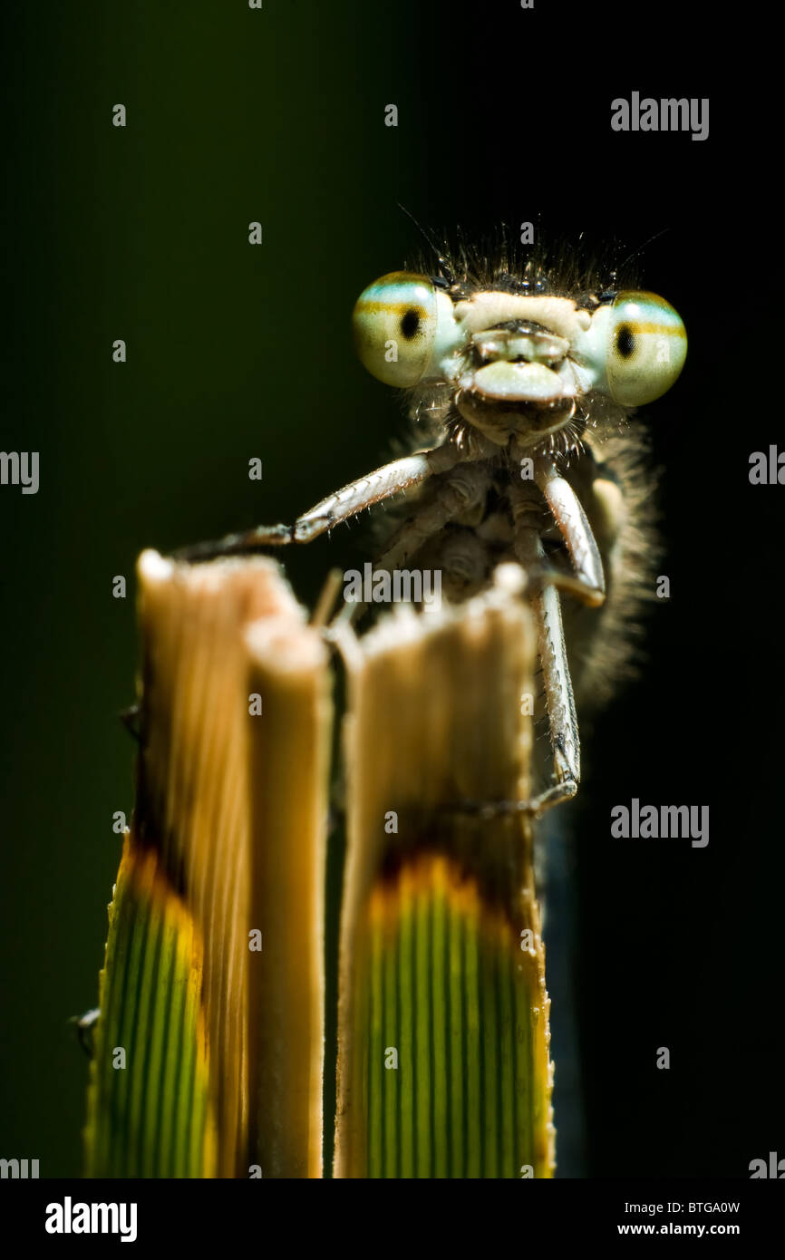 Reed eye hi-res stock photography and images - Alamy