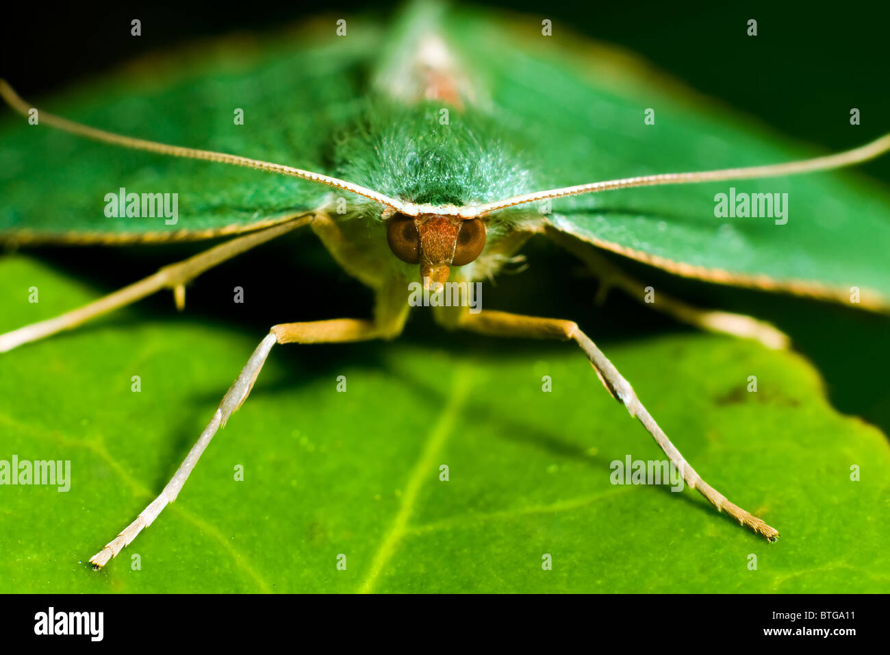 Common Emerald Moth (Hemithea aestivaria) Macro Stock Photo - Alamy