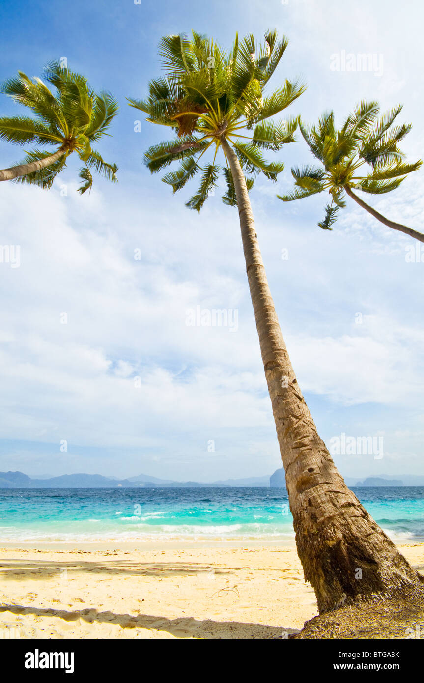 Lonely palm tree silhouette hi-res stock photography and images - Alamy