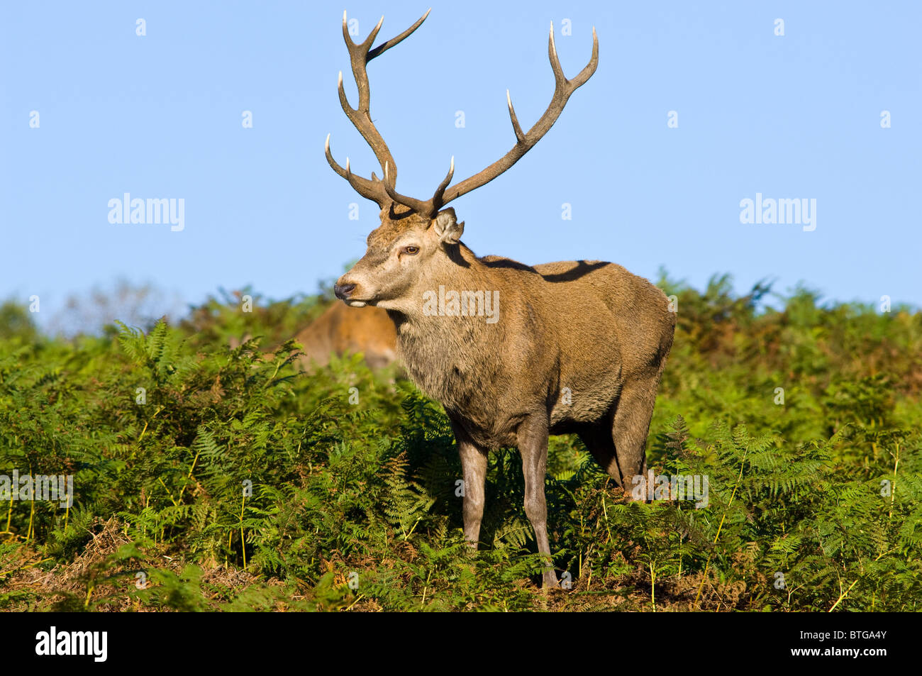 Male Red deer rest during the rutting season Stock Photo - Alamy