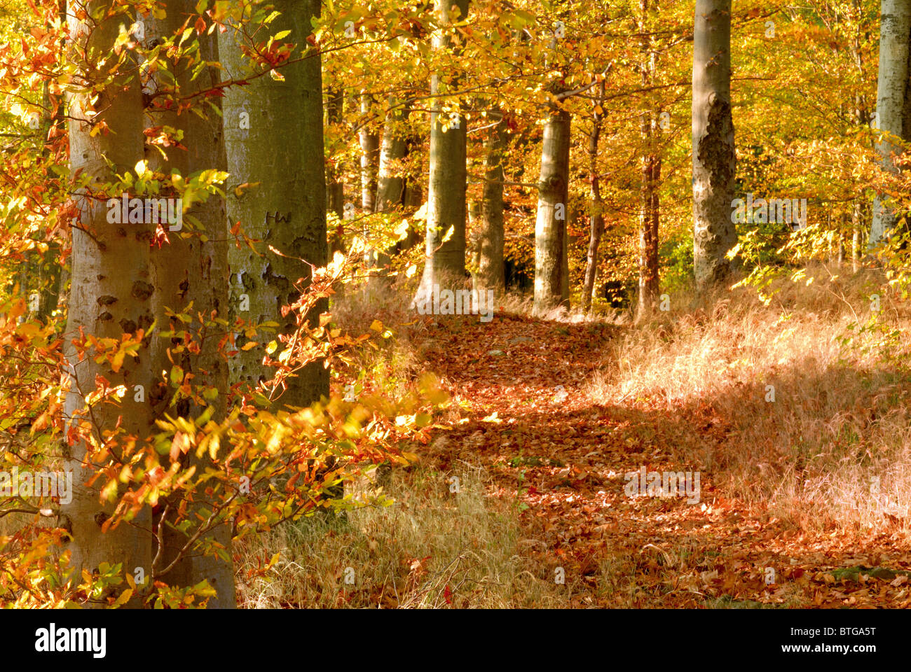 Germany, Odenwald: Forest with autumn foliage Stock Photo - Alamy