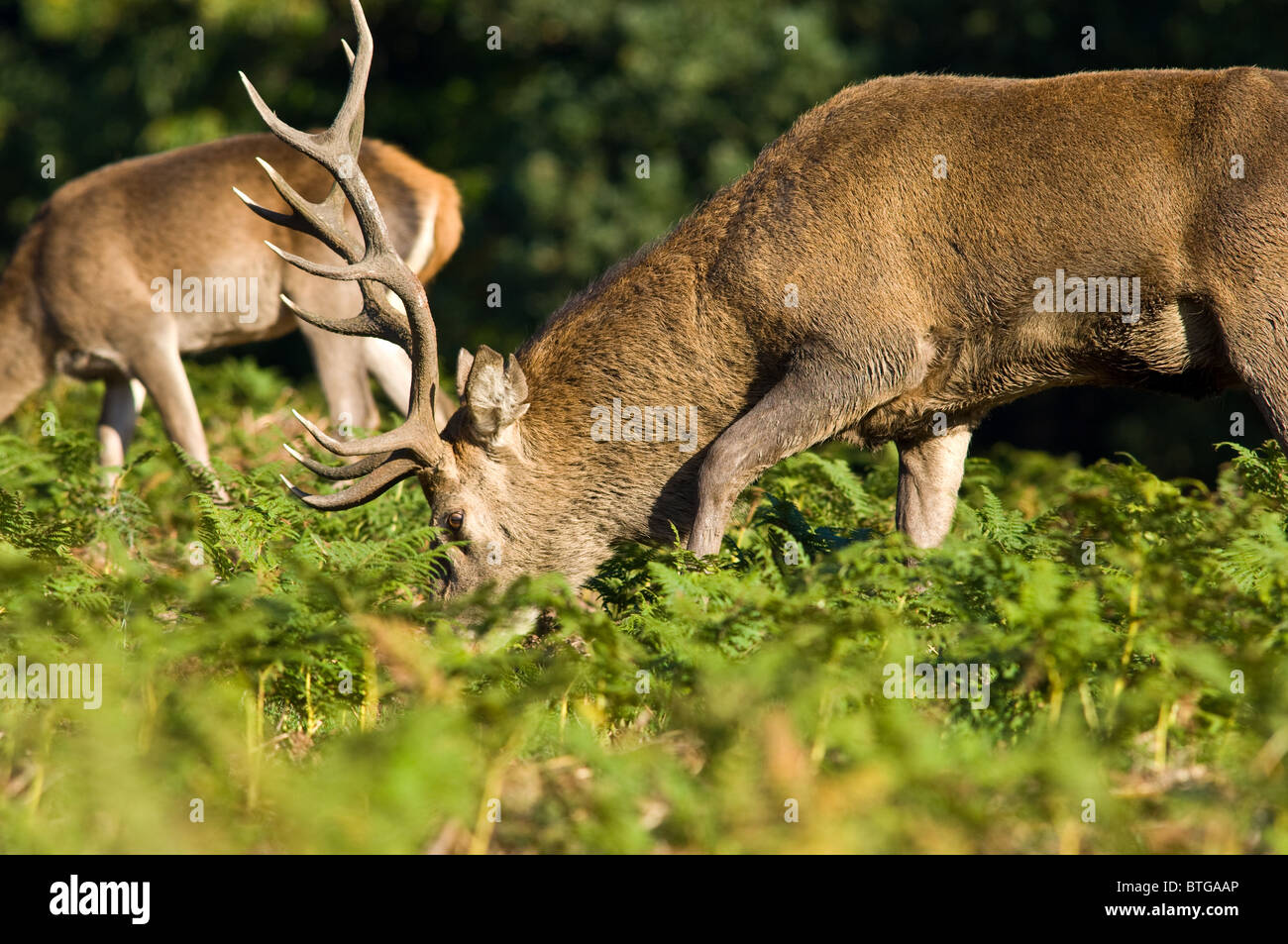 Male Red deer rest during the rutting season Stock Photo - Alamy