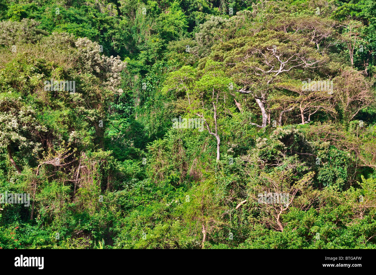Lush Green Tropical Forest Foliage Stock Photo - Alamy