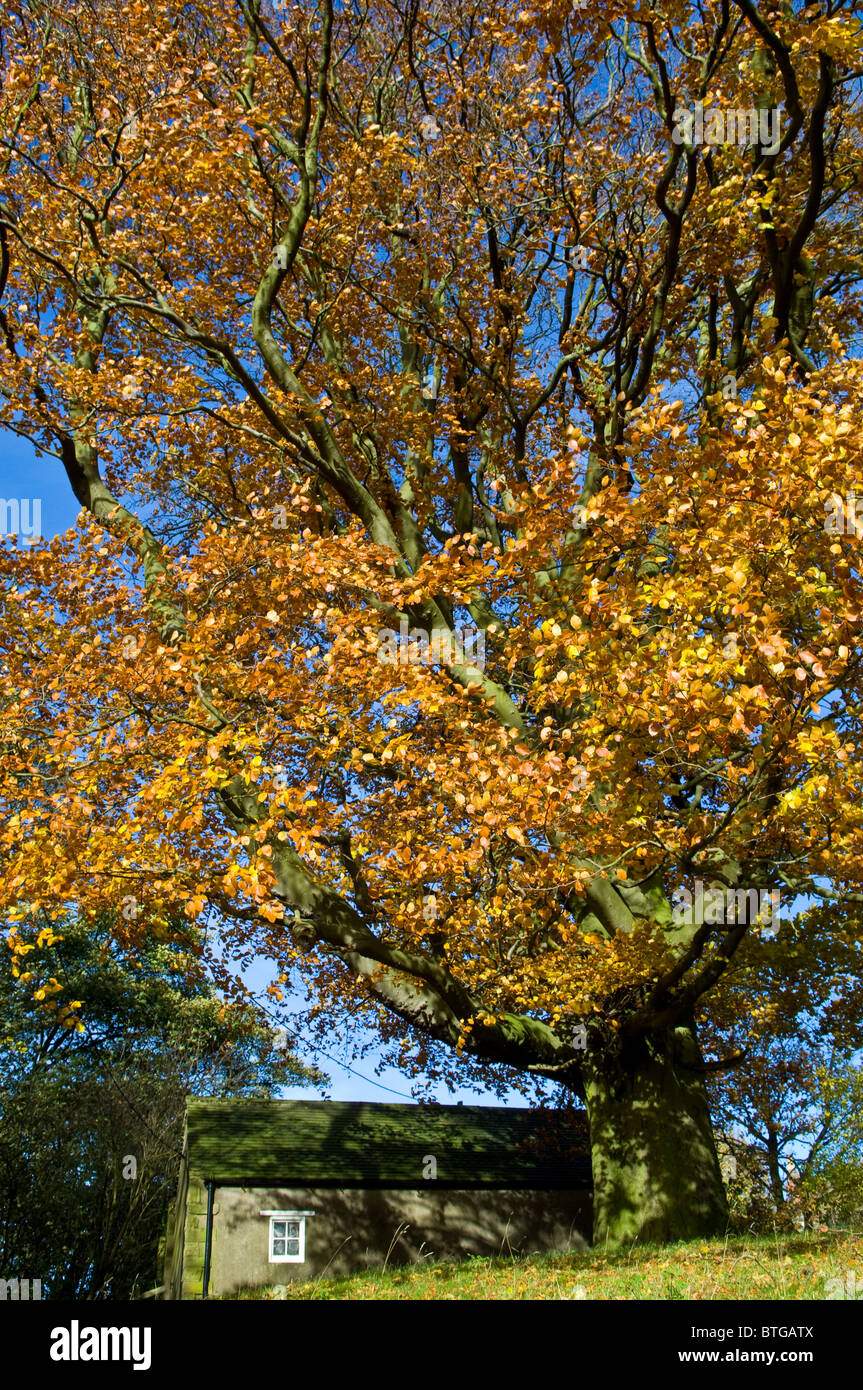 The leaves of a common beech turning yellow and orange during the ...