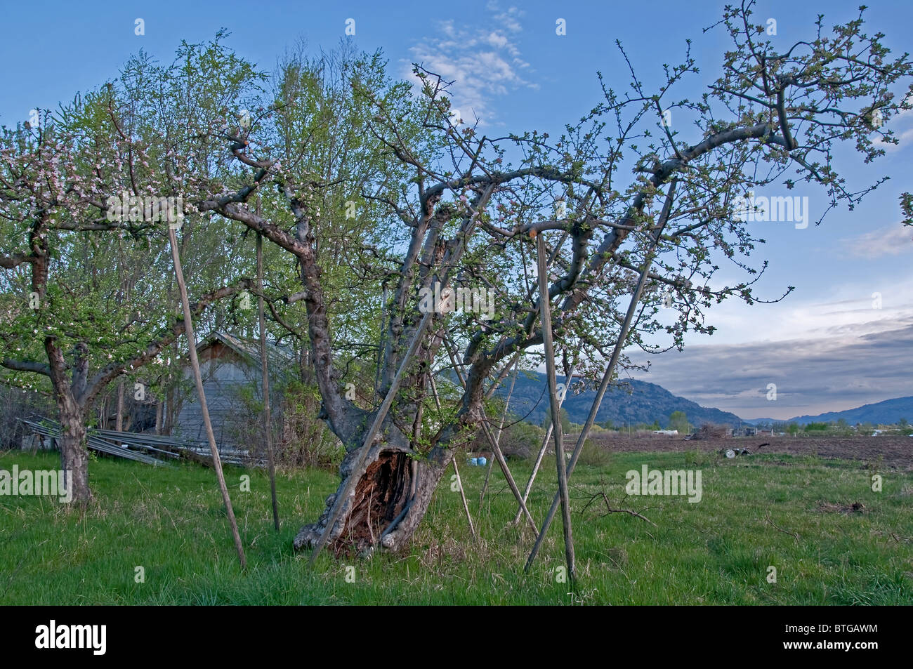 This blooming apple tree is part of an apple orchard planted in the ...