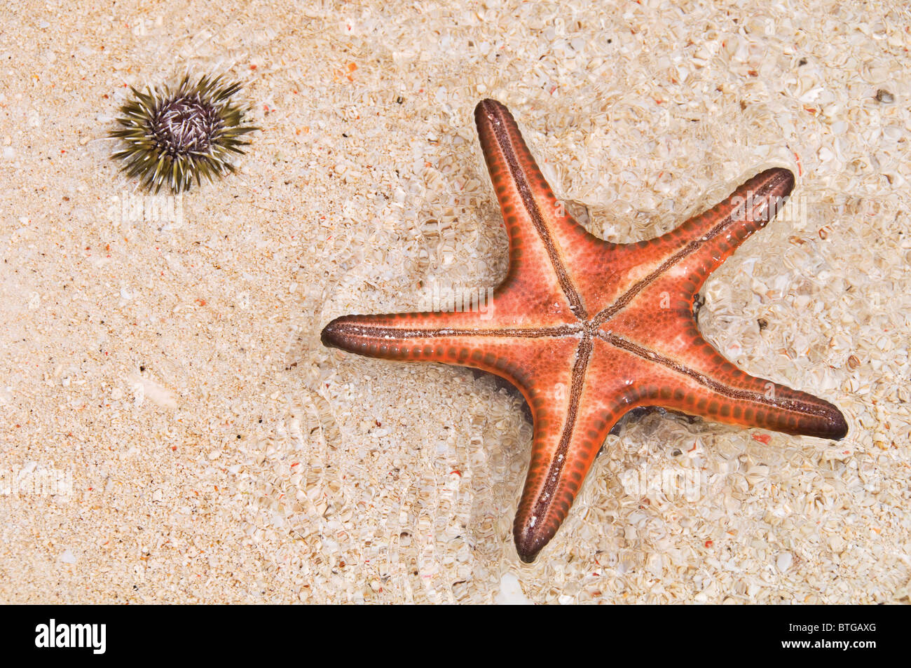 Sea urchin philippines hi-res stock photography and images - Alamy