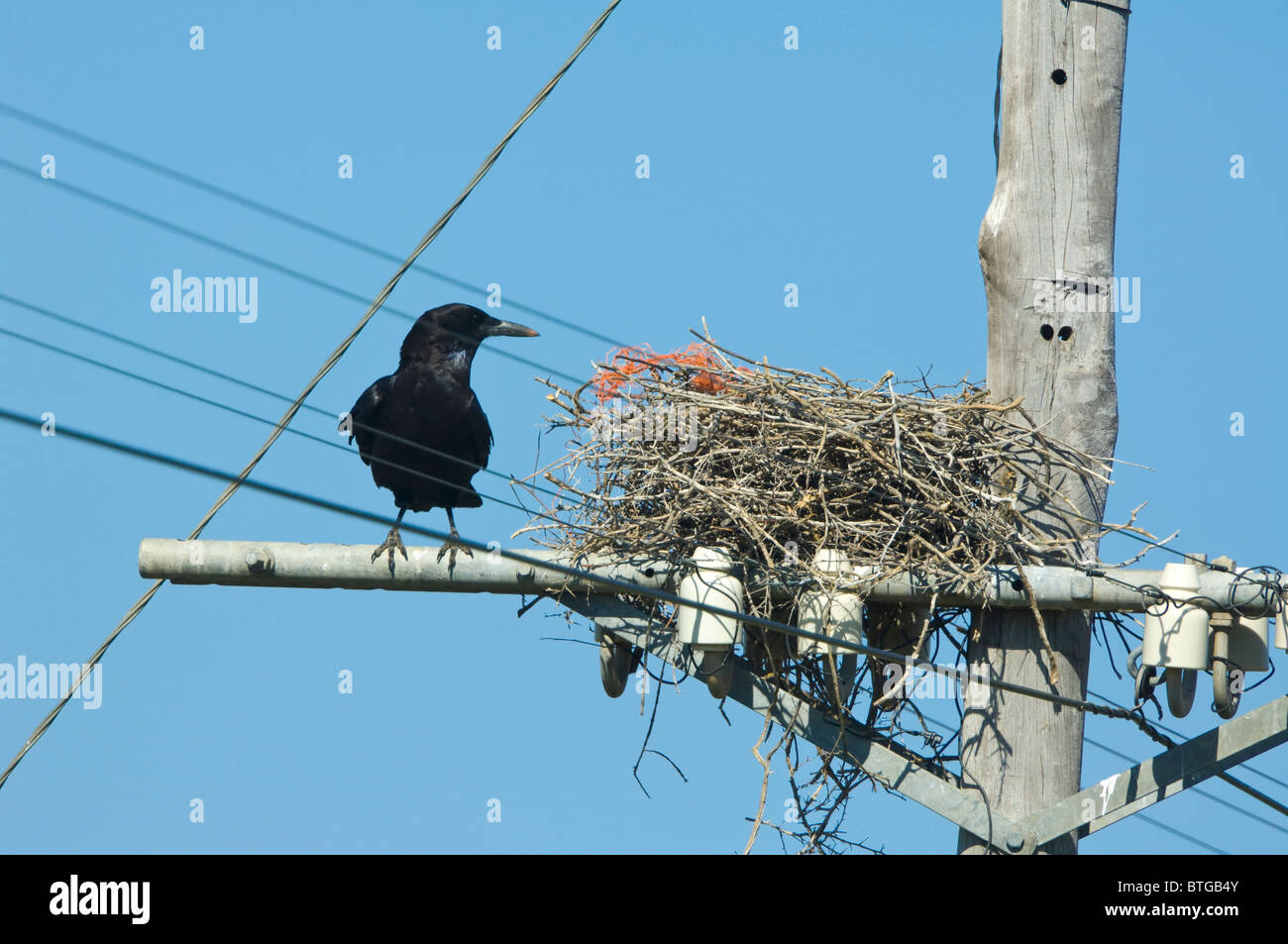 Crow bird nest hi-res stock photography and images - Alamy