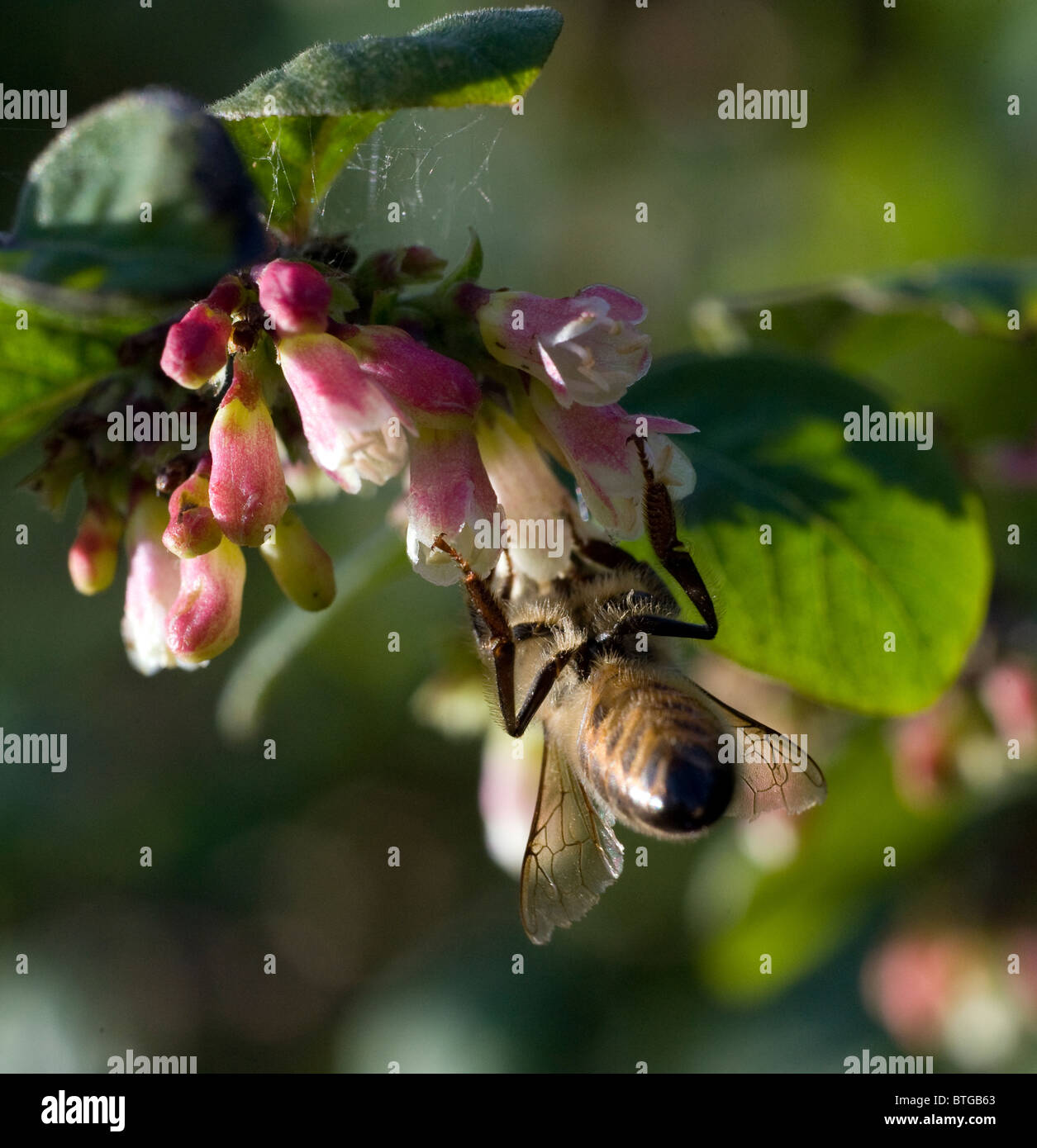 honey bee (appis mellifera Stock Photo - Alamy