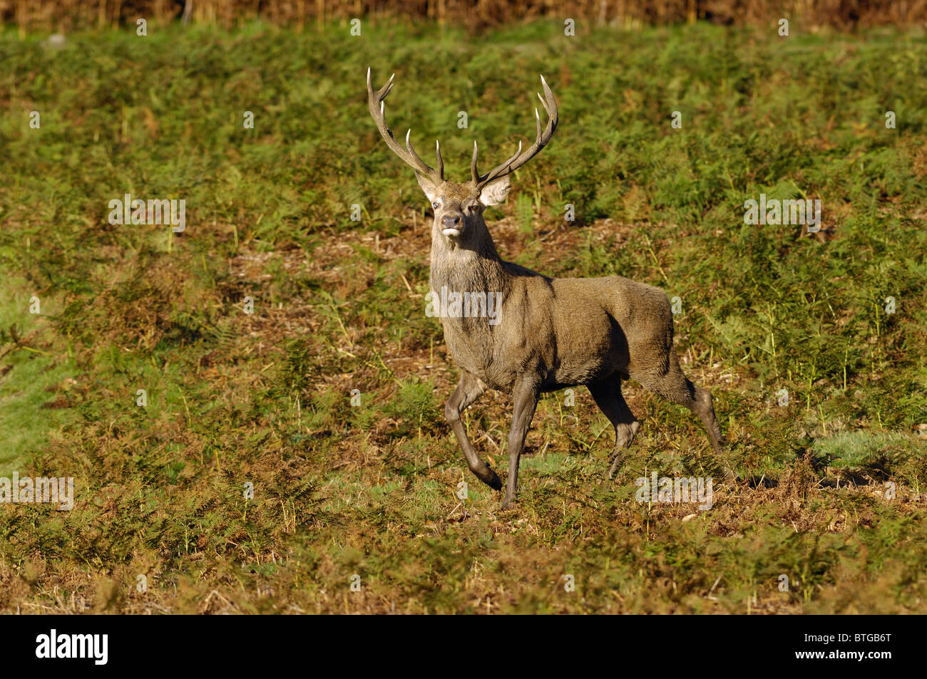 Male Red deer rest during the rutting season Stock Photo - Alamy