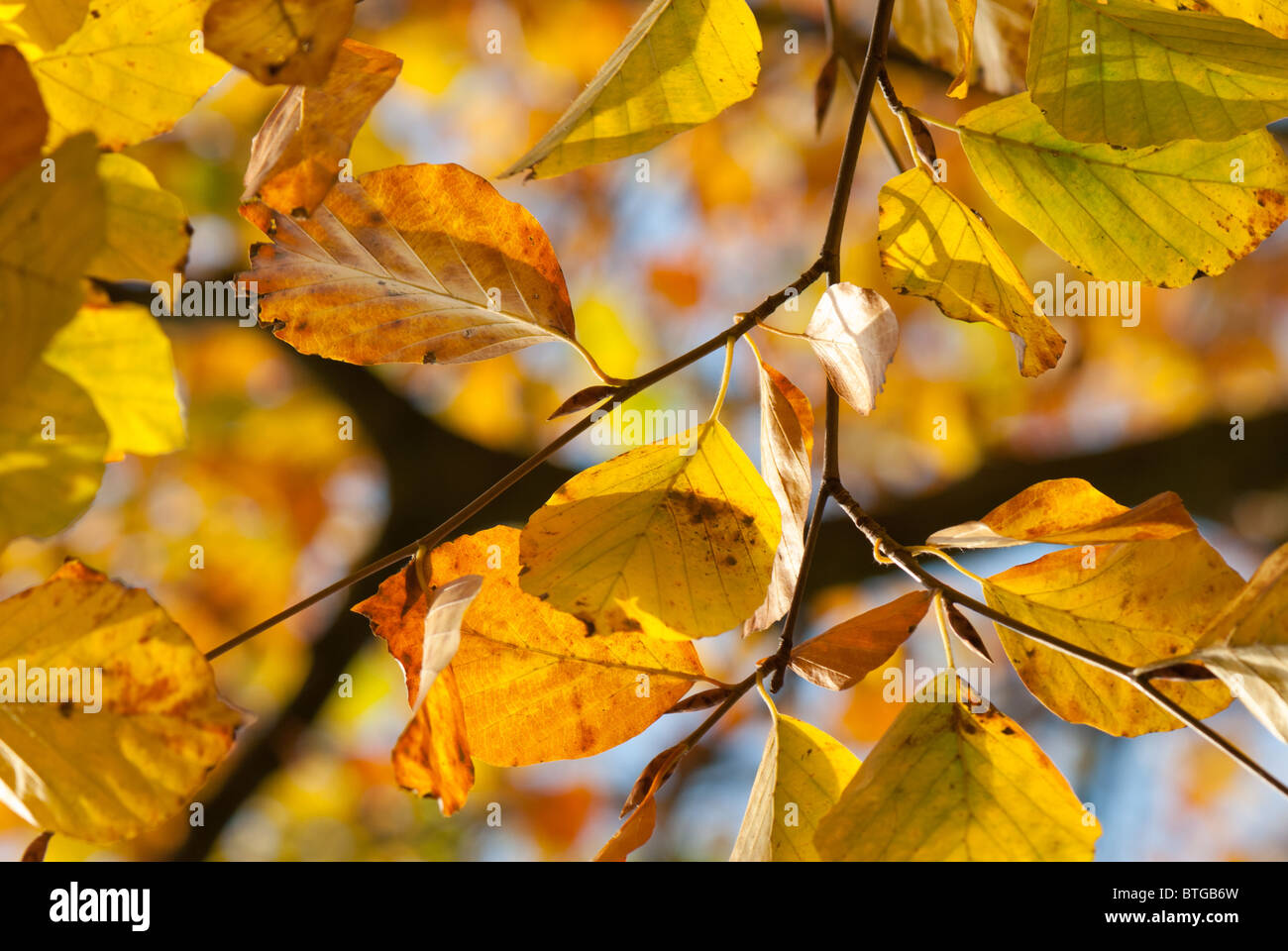 Yellow beech tree leaves in the autumn Stock Photo - Alamy