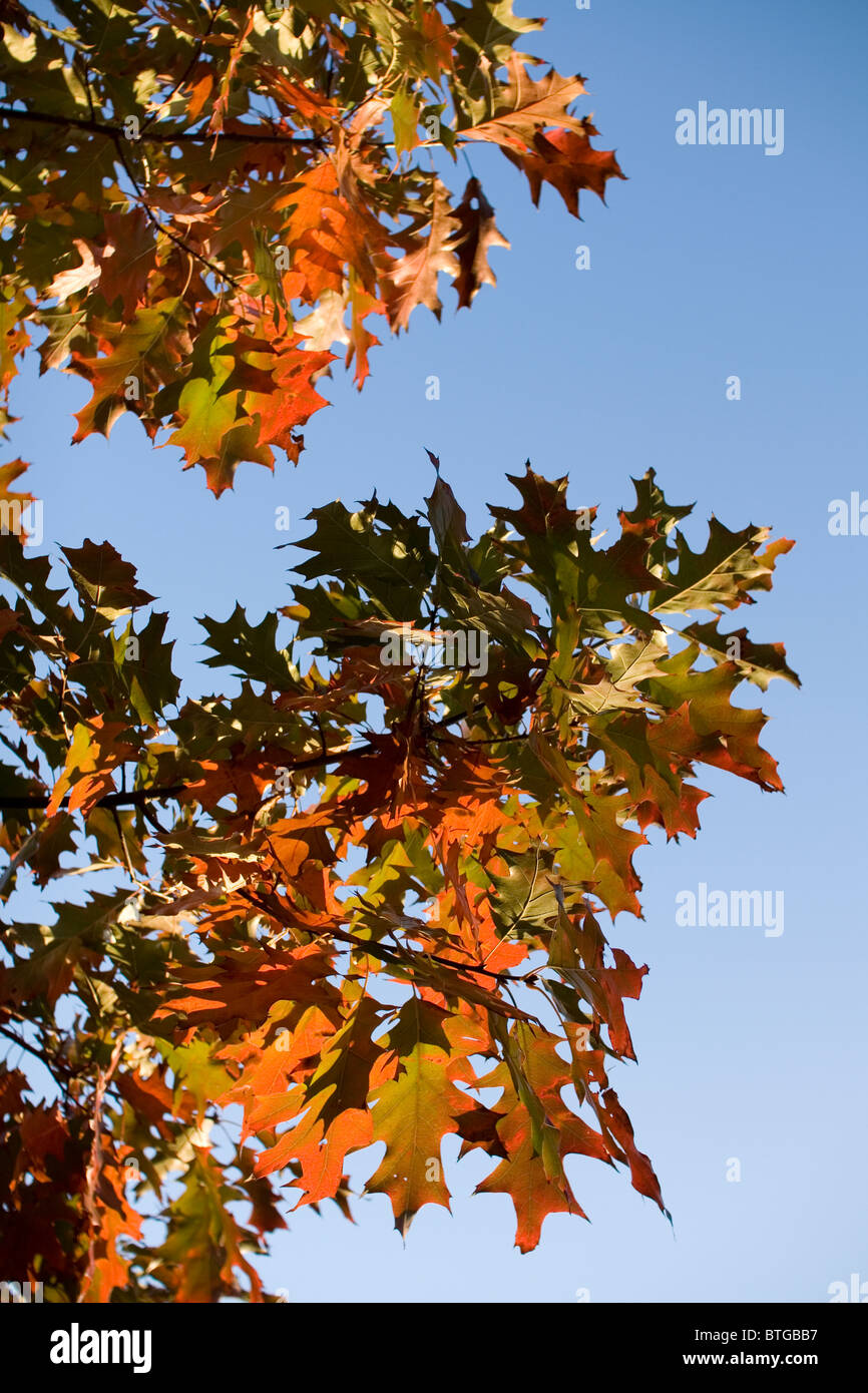 Autumn in the english countryside hi-res stock photography and images ...