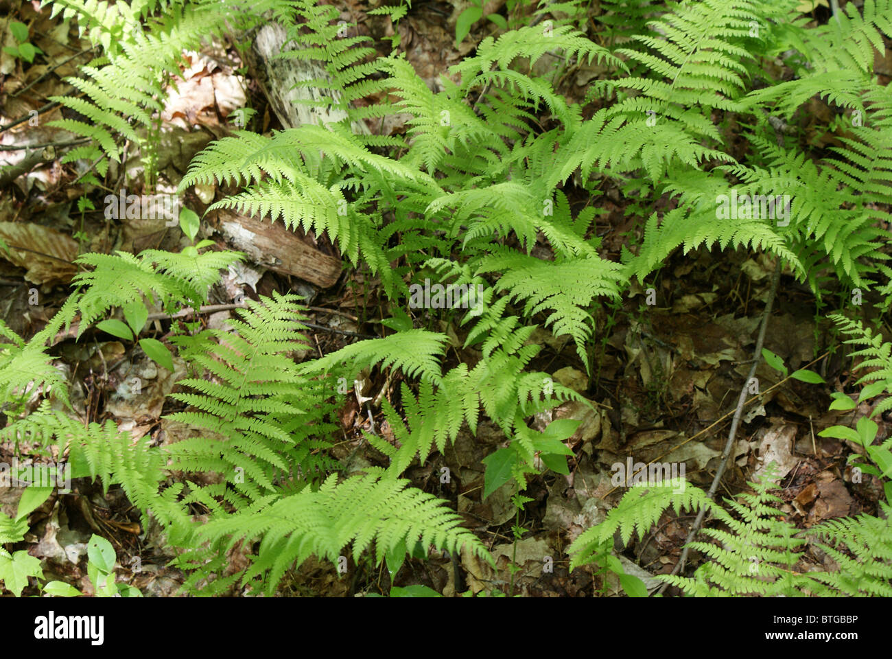 Ferns growing on the forest floor Stock Photo - Alamy