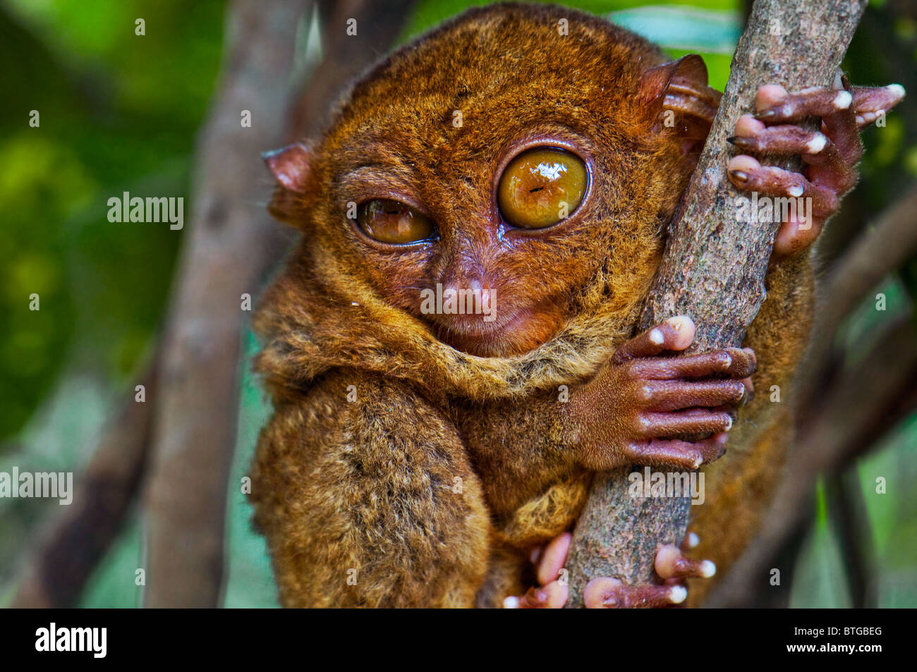Tail winking hi-res stock photography and images - Alamy