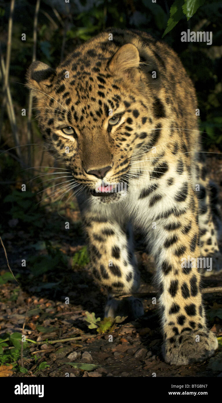 Amur leopard walking camera hi-res stock photography and images - Alamy