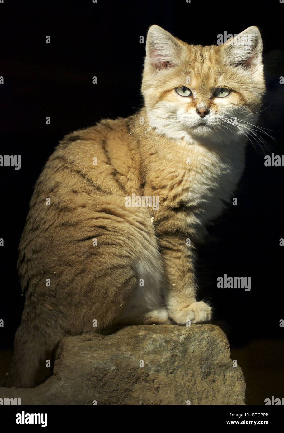 Male Arabian sand cat Stock Photo - Alamy