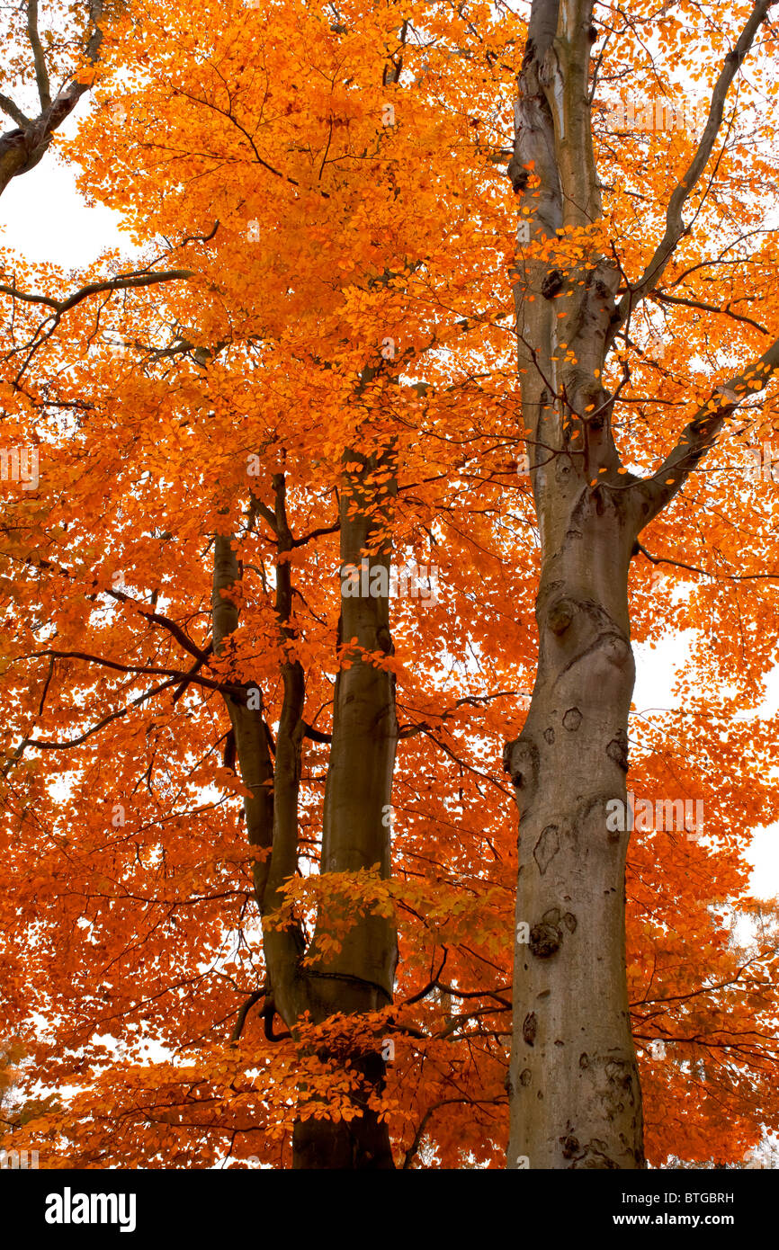 Orange scenery hi-res stock photography and images - Alamy
