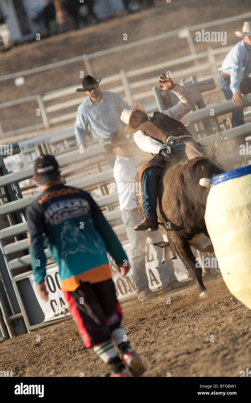 Cowboy riding bucking bull in rodeo High Resolution Stock Photography ...