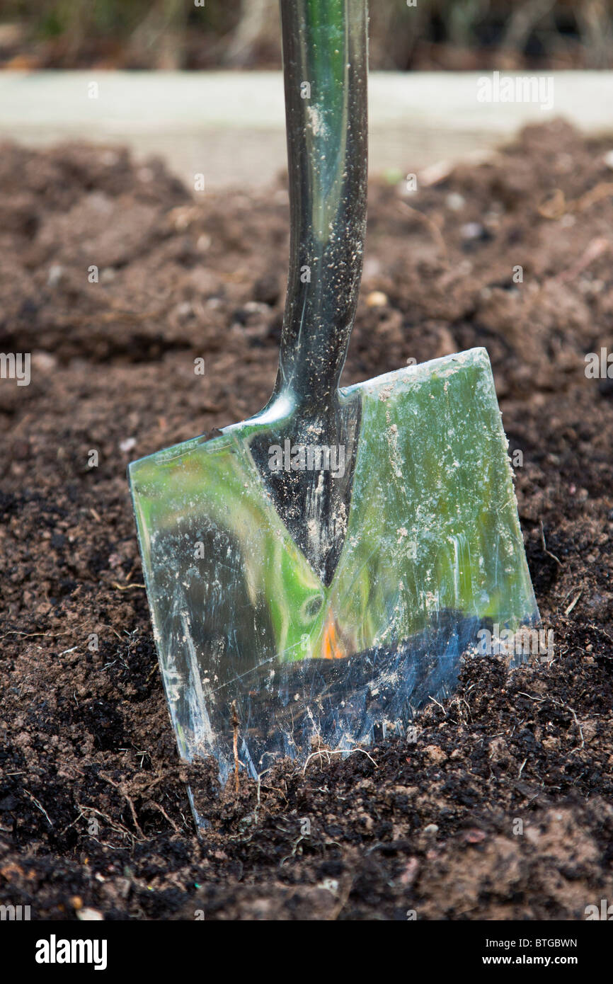 shiny garden spade in freshly dug earth in raised bed with green ...