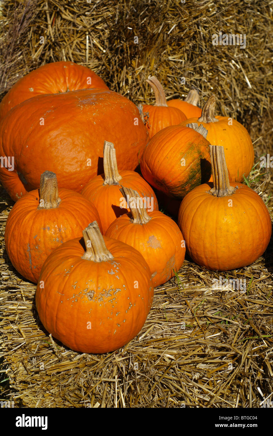 Hay Bales Fall Autumn Fruit High Resolution Stock Photography and ...