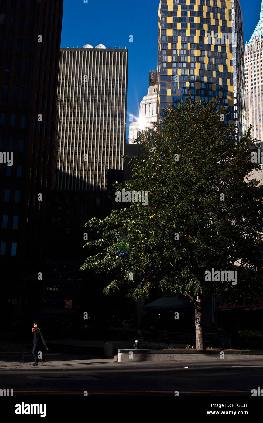 Tree in New York Stock Photo - Alamy