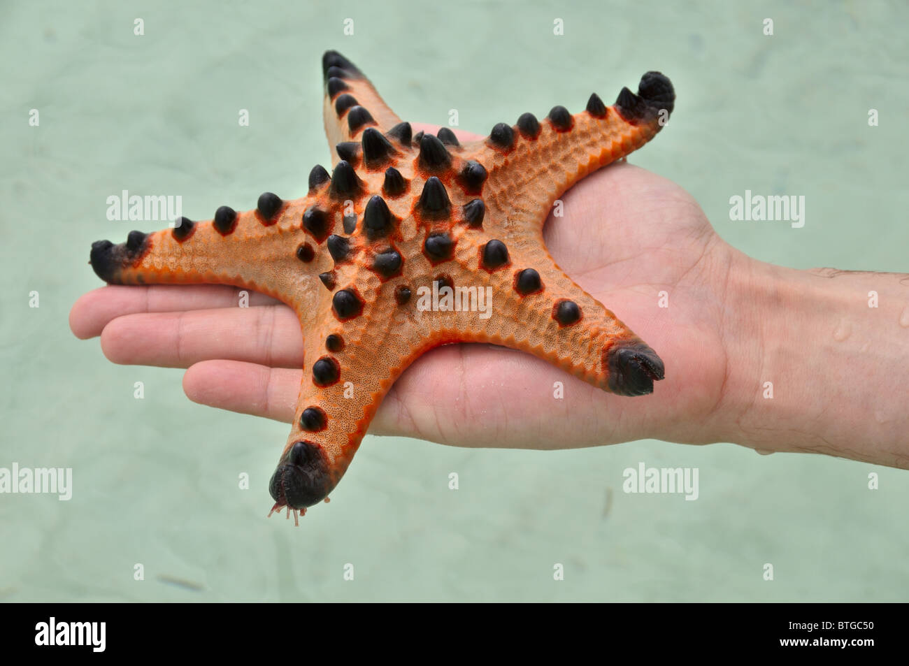 Colorful Starfish in Human Hand Stock Photo - Alamy