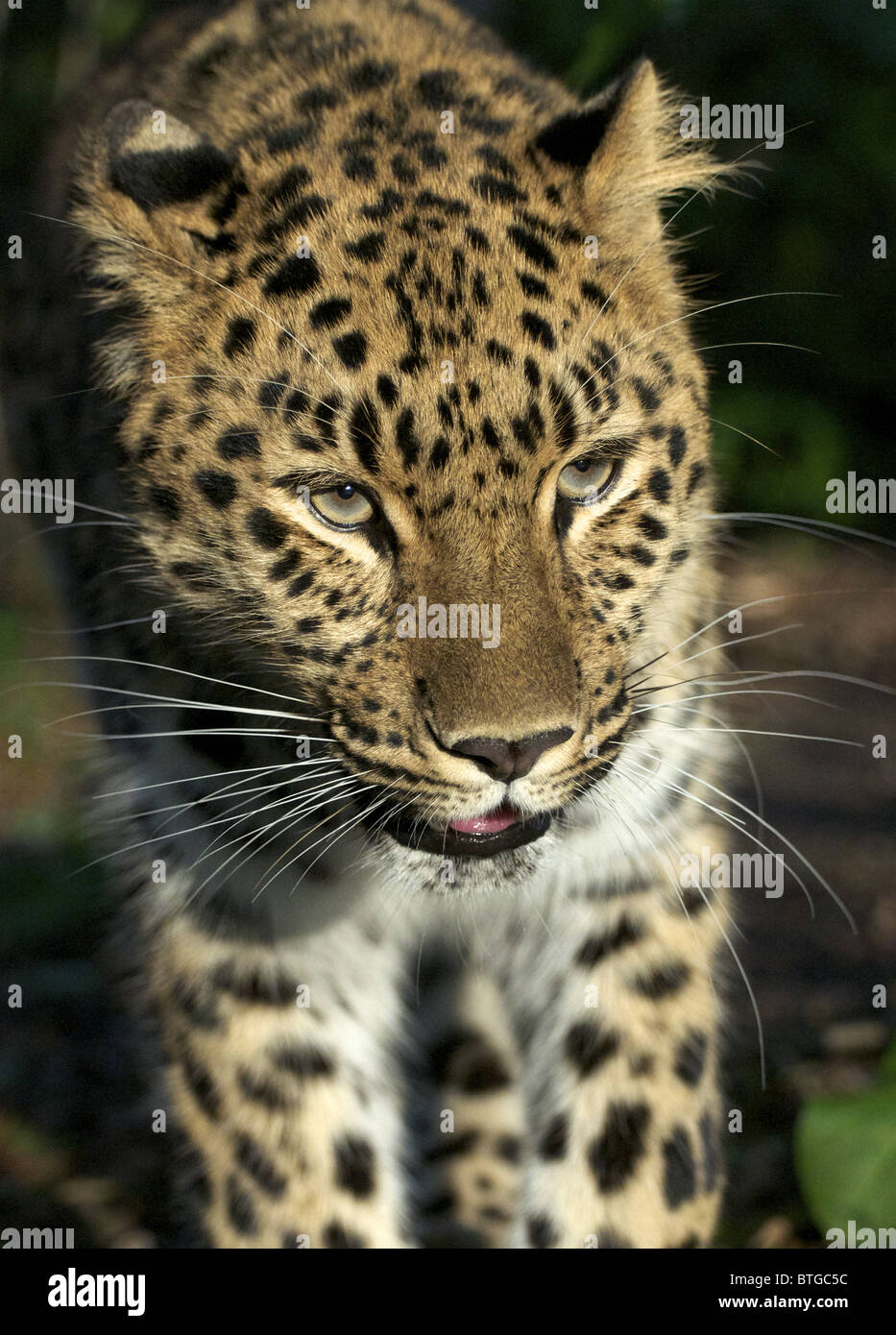 Amur leopard walking camera hi-res stock photography and images - Alamy
