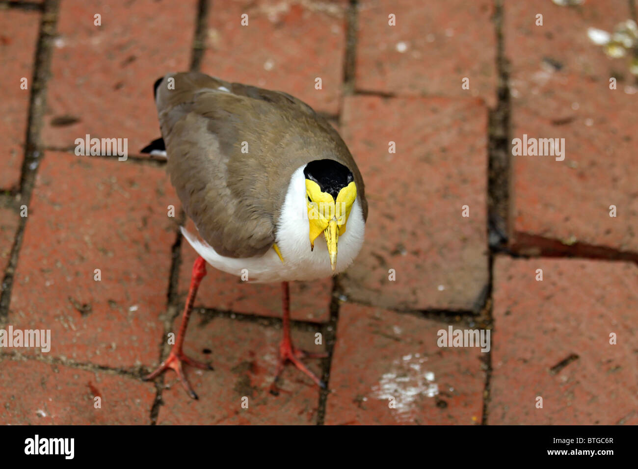 Masked Lapwing Plover, (Vanellus miles), World of Birds, Hout Bay ...