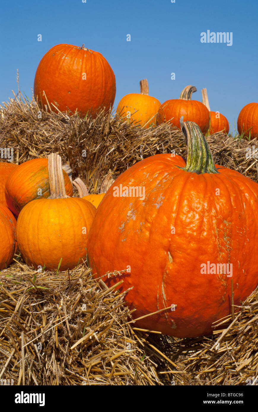 Orange pumpkins on hay bales with blue sky backdrop Stock Photo - Alamy