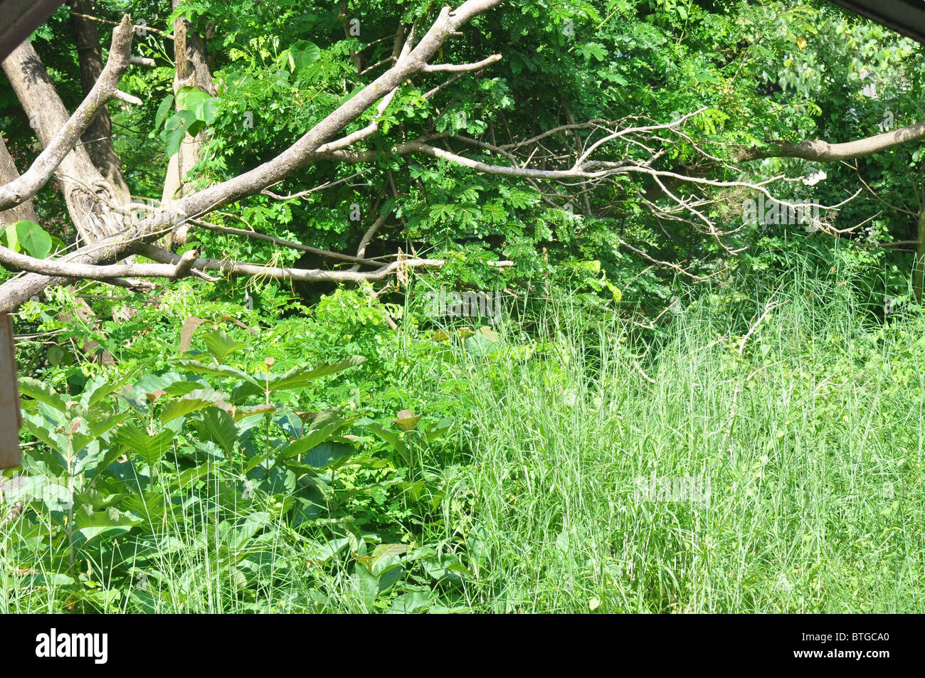 Bushes after rain hi-res stock photography and images - Alamy