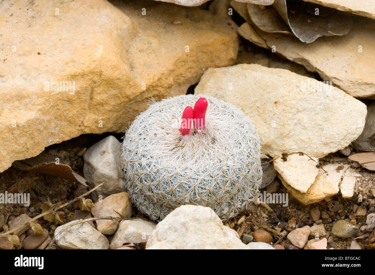 Button cactus hi-res stock photography and images - Alamy