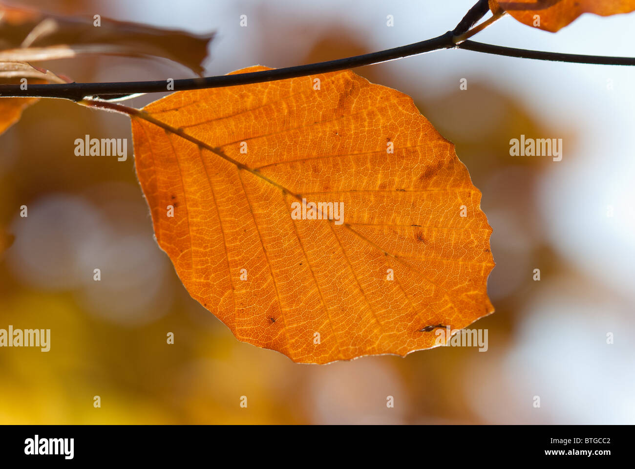 Copper leaf hi-res stock photography and images - Alamy