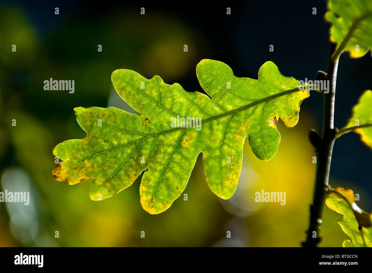 Oak tree leaf colour hi-res stock photography and images - Alamy
