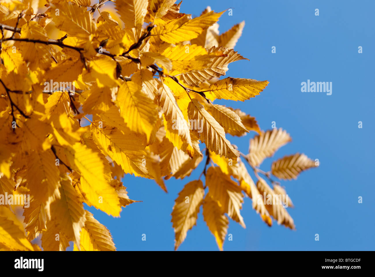 Copper leaf tree hi-res stock photography and images - Alamy